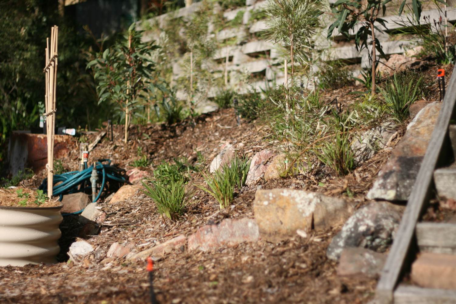 A native plant garden in Cardiff - Novascape Landscaping